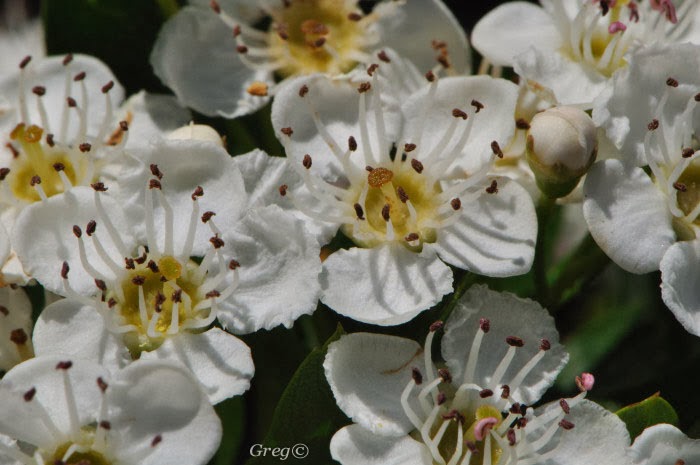 Flora Silvestre de Murcia: Crataegus monogyna