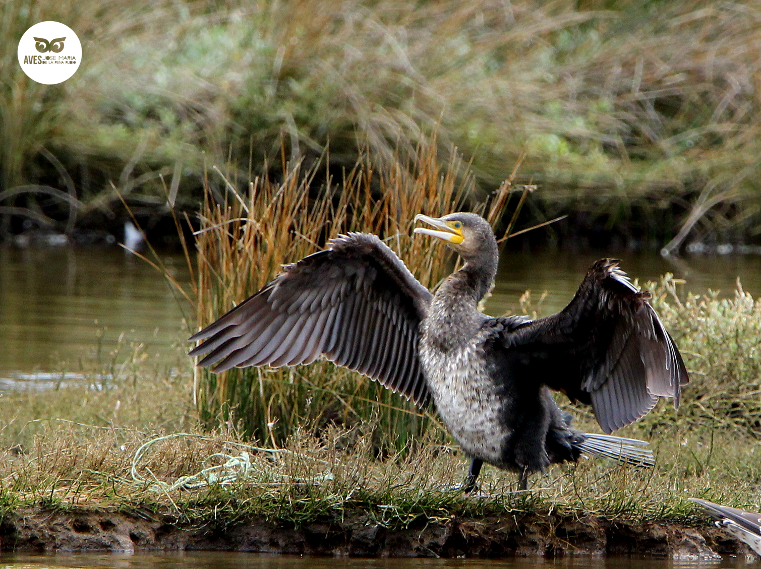 Blue Nature, el blog: Una de cormoranes