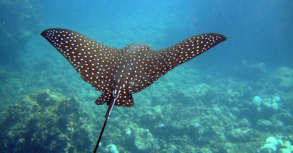 Let's talk about Science: La mantarraya, por Alberto Carmona Teva