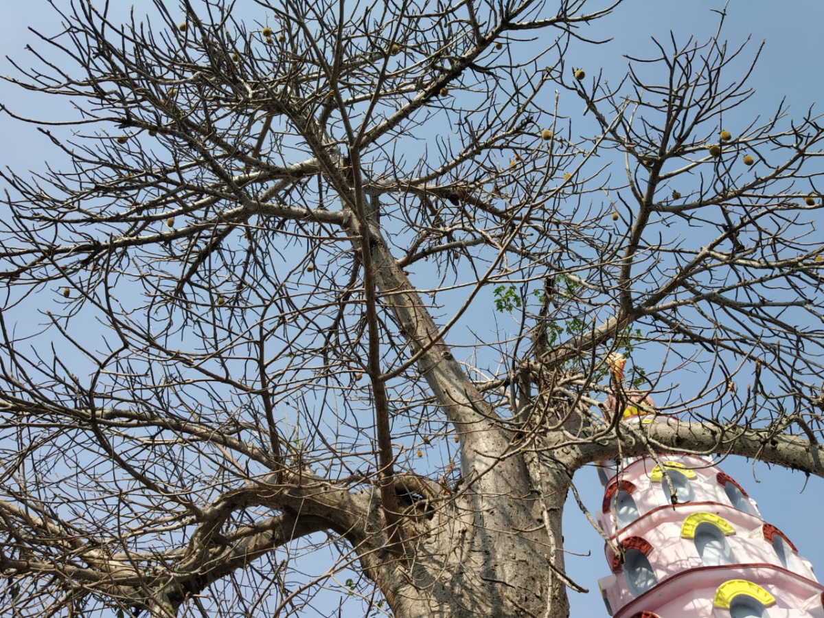 Journeys across Karnataka: Baobab trees of Martur