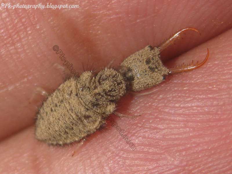 Antlion Larva-Doodlebug | Nature, Cultural, and Travel Photography Blog