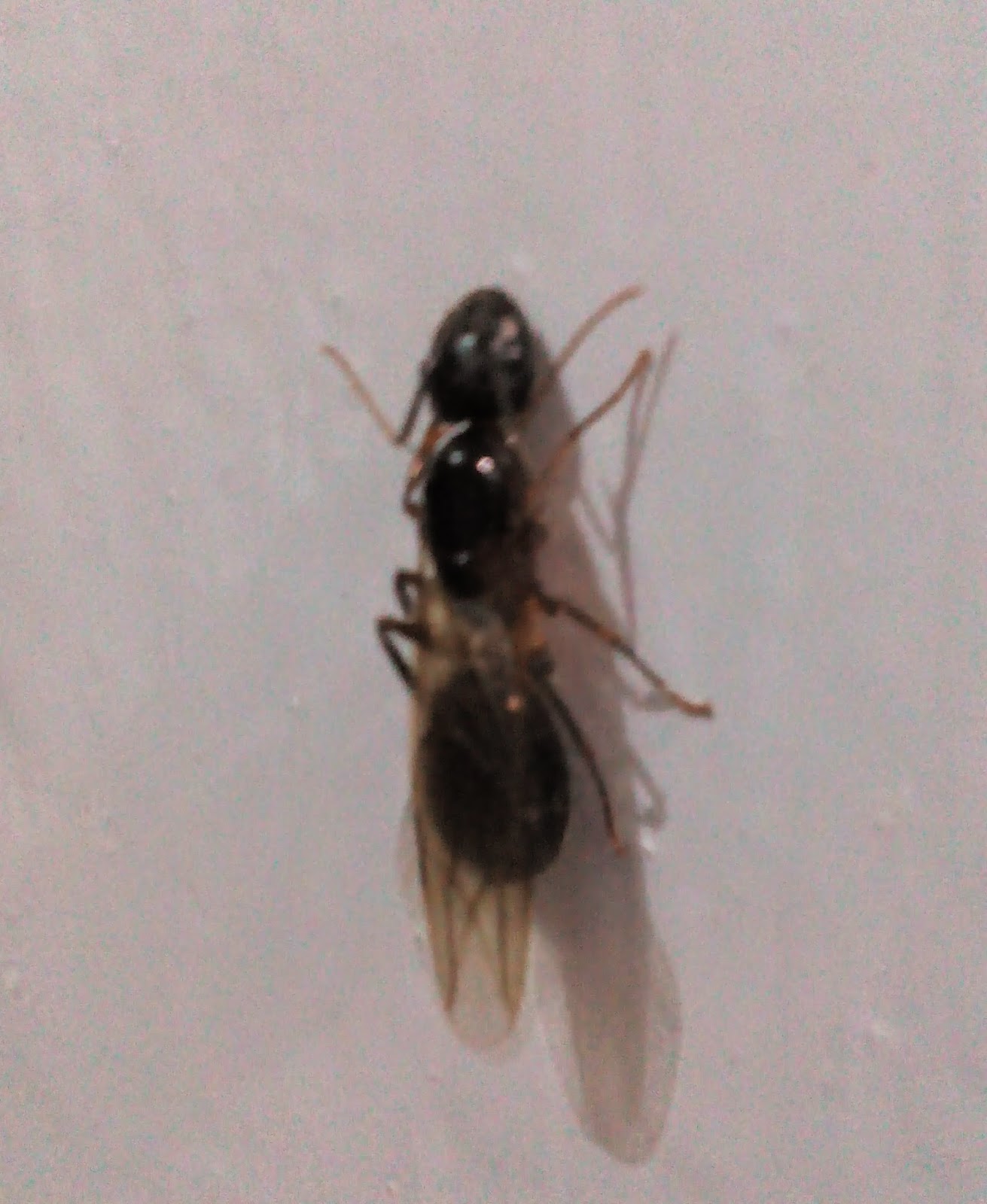 Waspadai Semut Hitam - Education Articles