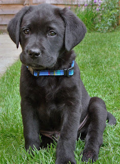 Retriever Labrador: Mini Labrador Retriever