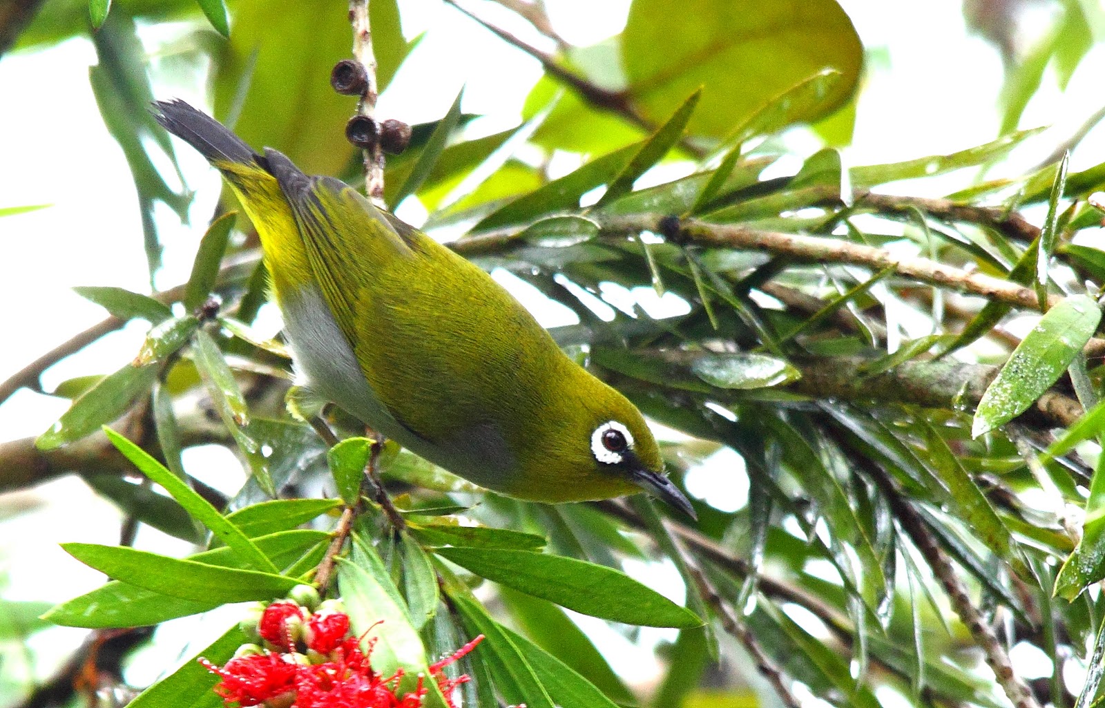 SOUTH EAST ASIA BIRDS - Malaysia birds paradise: Everett's White-eye ...