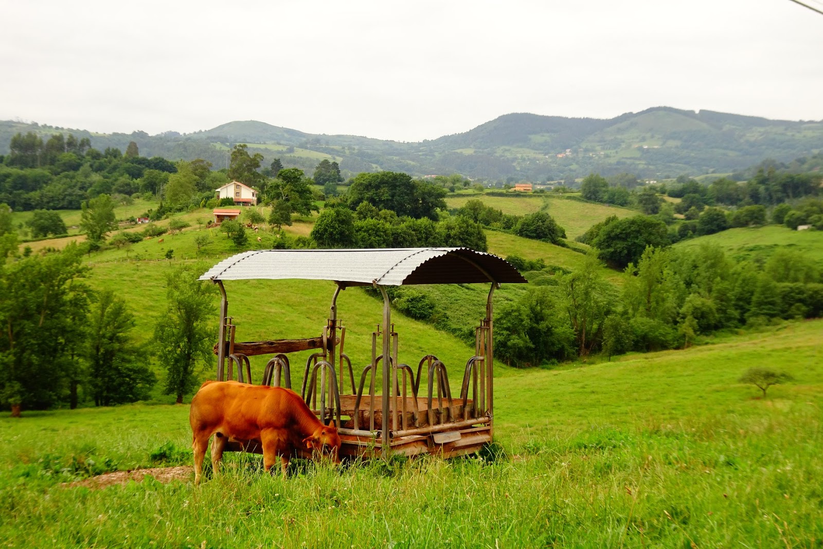 Xurde Morán: CAMOCA Y "LA SOBRIEDAD CISTERCIENSE": LA "FIESTA LES ...