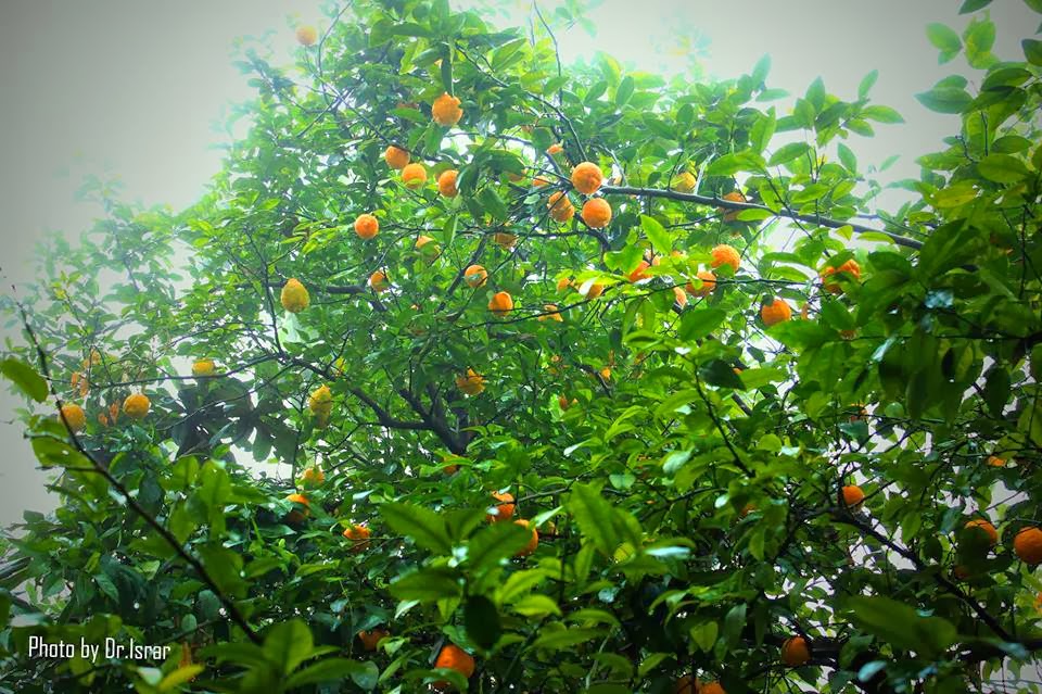 Culture & Civilization of Circle Bakote........ Past and Present in Picture