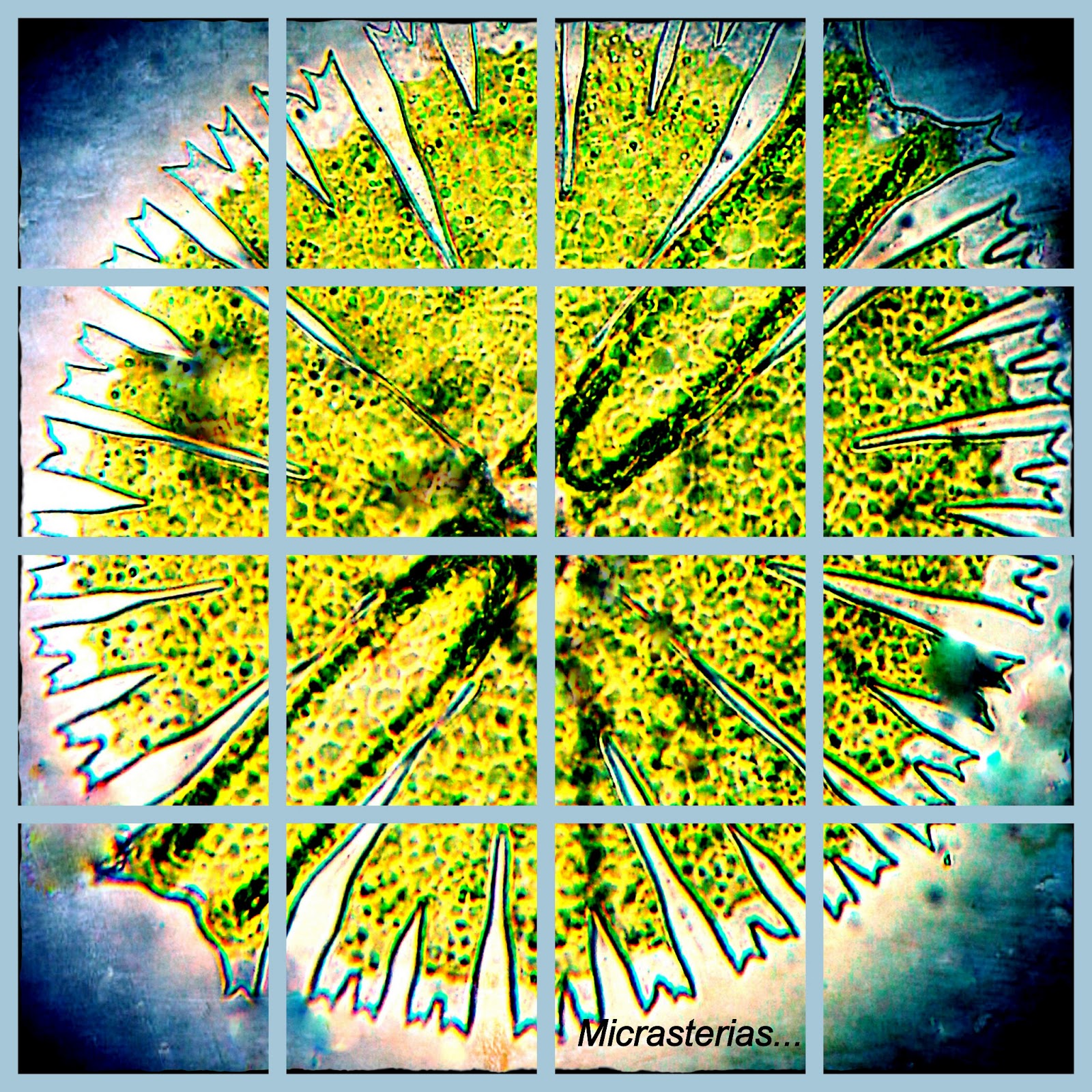 Cultivo de Microalgas em Fotobiorreatores: Microalga... Micrasterias...
