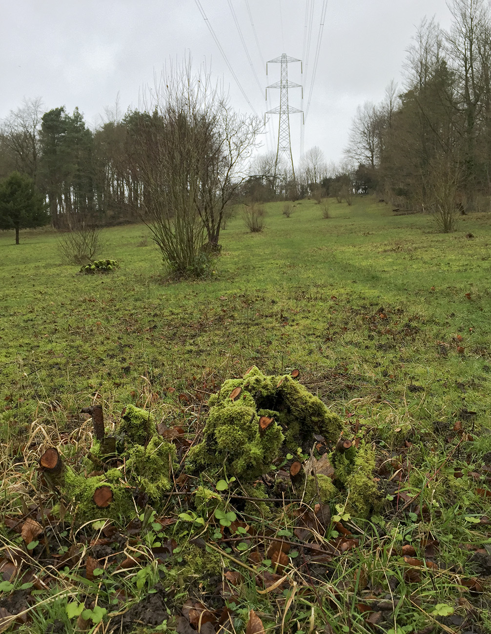 Muddy High Elms | Naturally