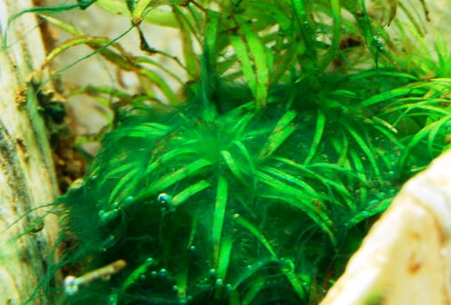 Habitat Natural : CIANOBACTÉRIAS