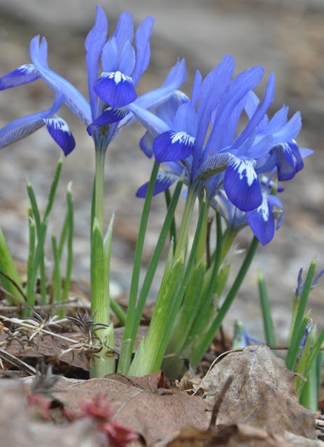Unusual Jump Bulbs: Dwarf Iris, Iris Reticulata - Tanaya Roses