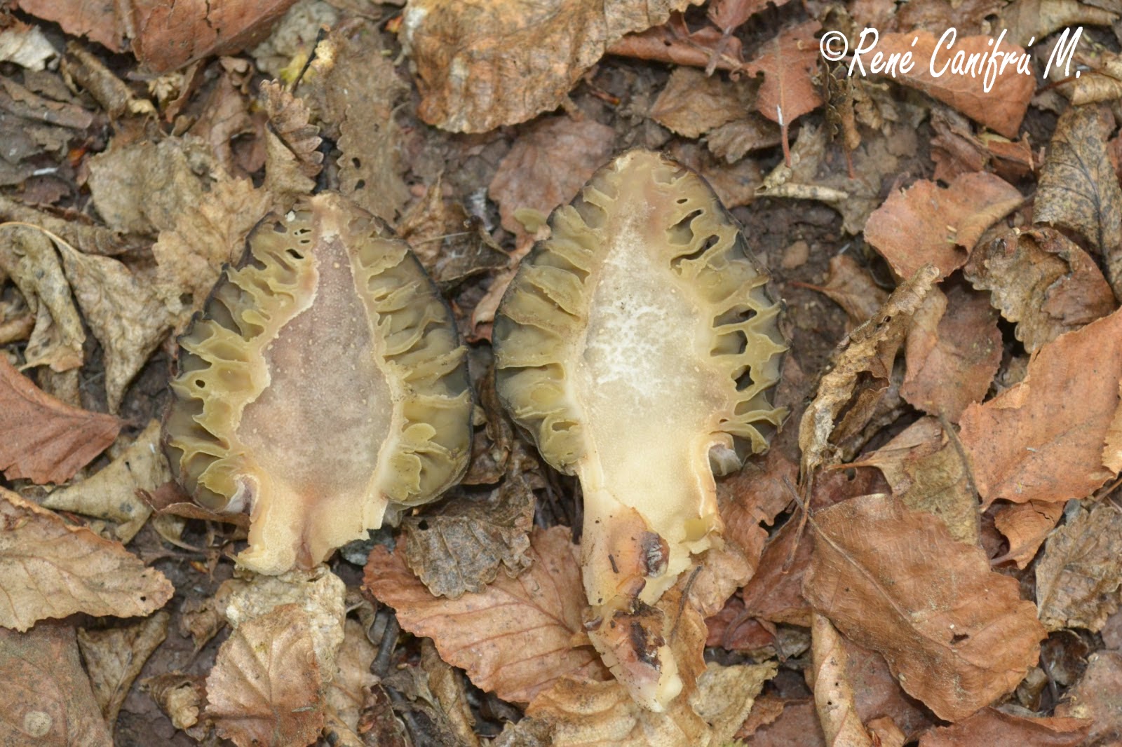 Hongos: Morchella esculenta