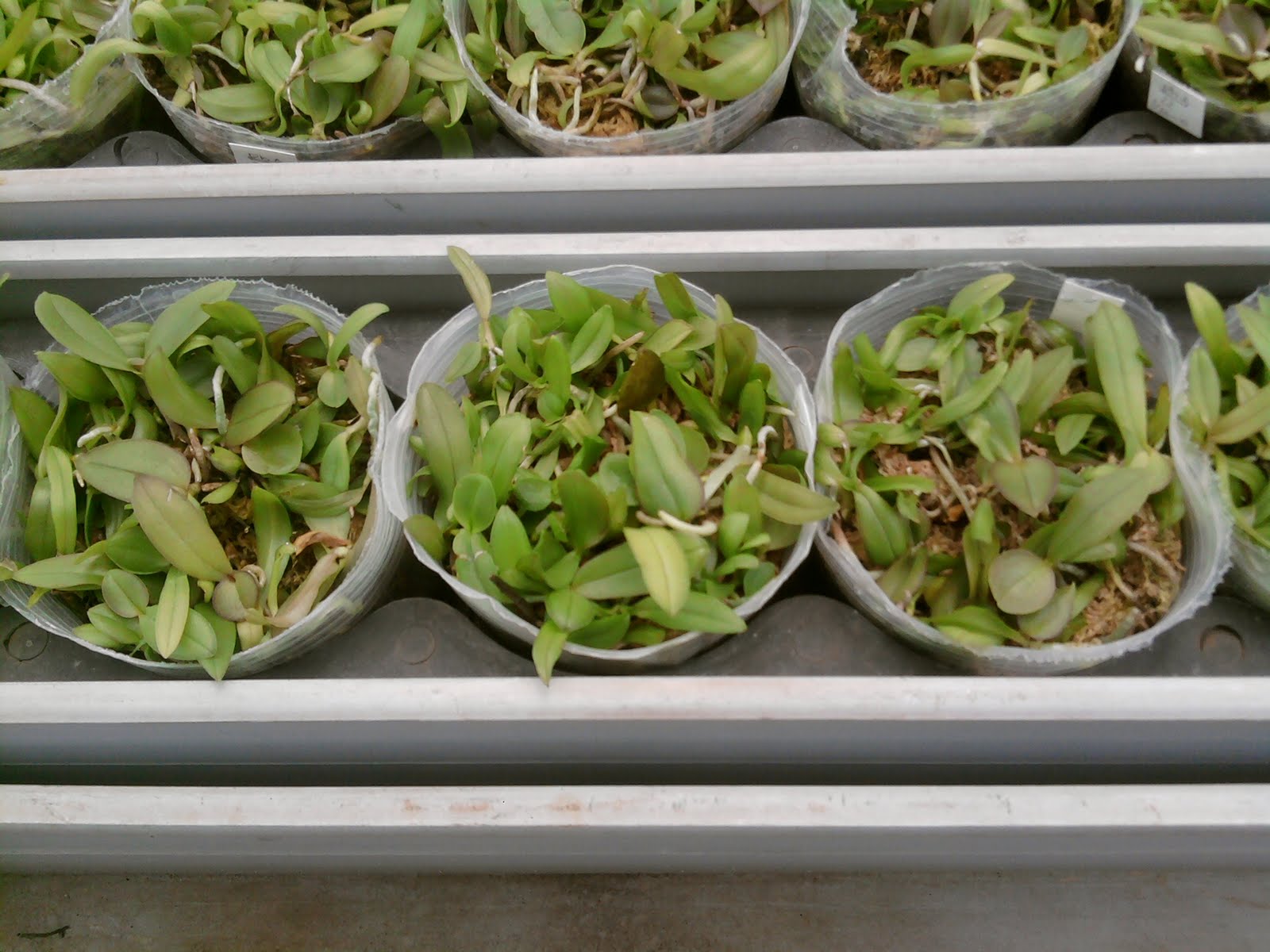 TISSUE CULTURE AND ORCHIDOLOGI: TEKNIK HIBRIDISASI ANGGREK