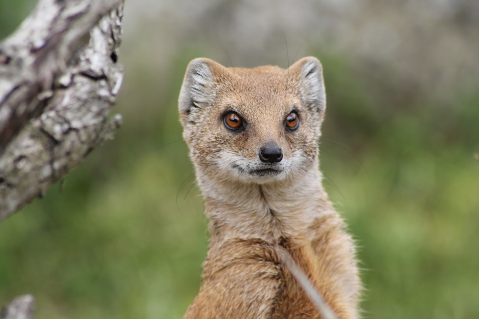 Sophie Chessum Photography: Non-domestic Animals