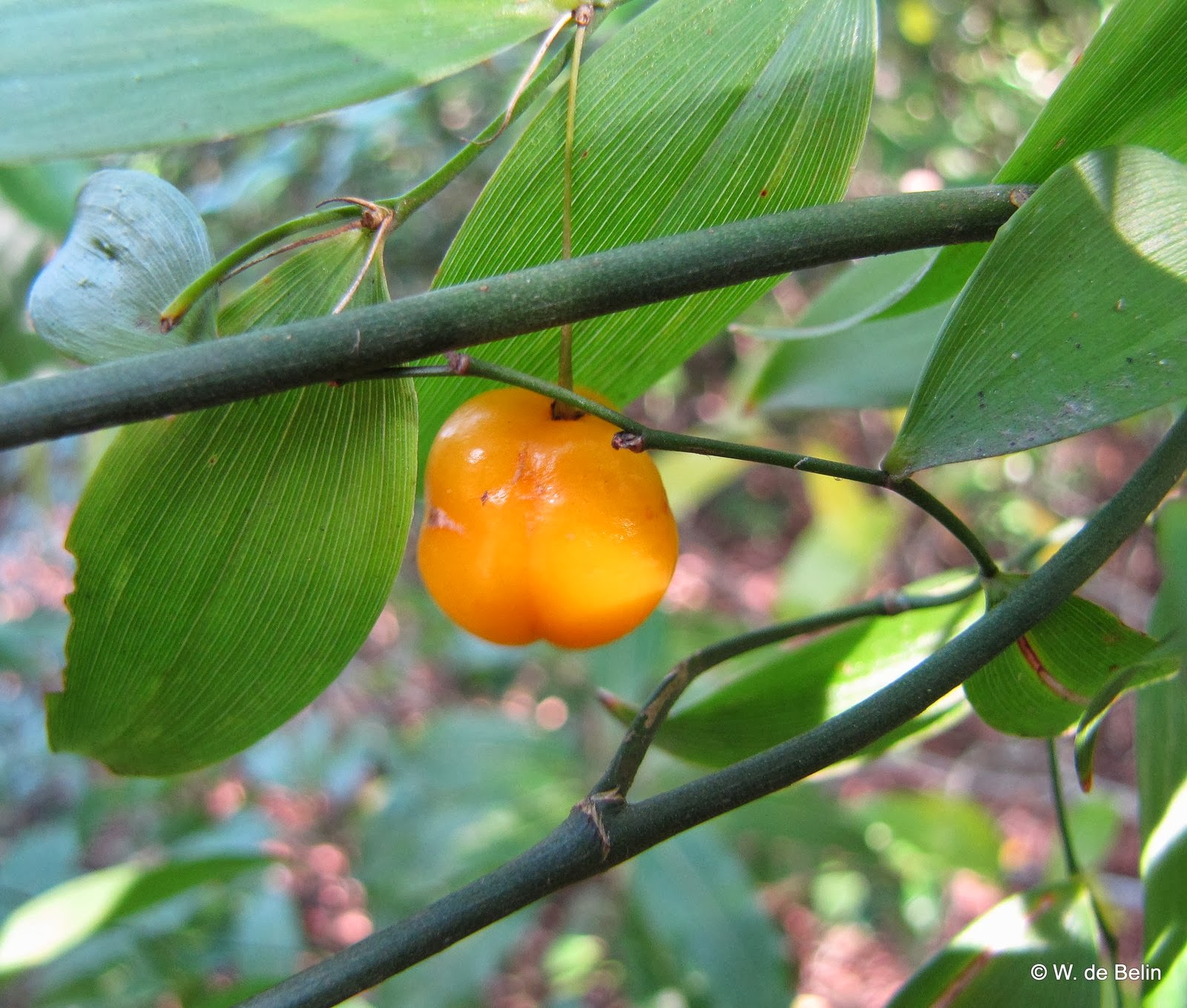 Sydney's Wildflowers and Native Plants: Eustrephus latifolius - Wombat ...