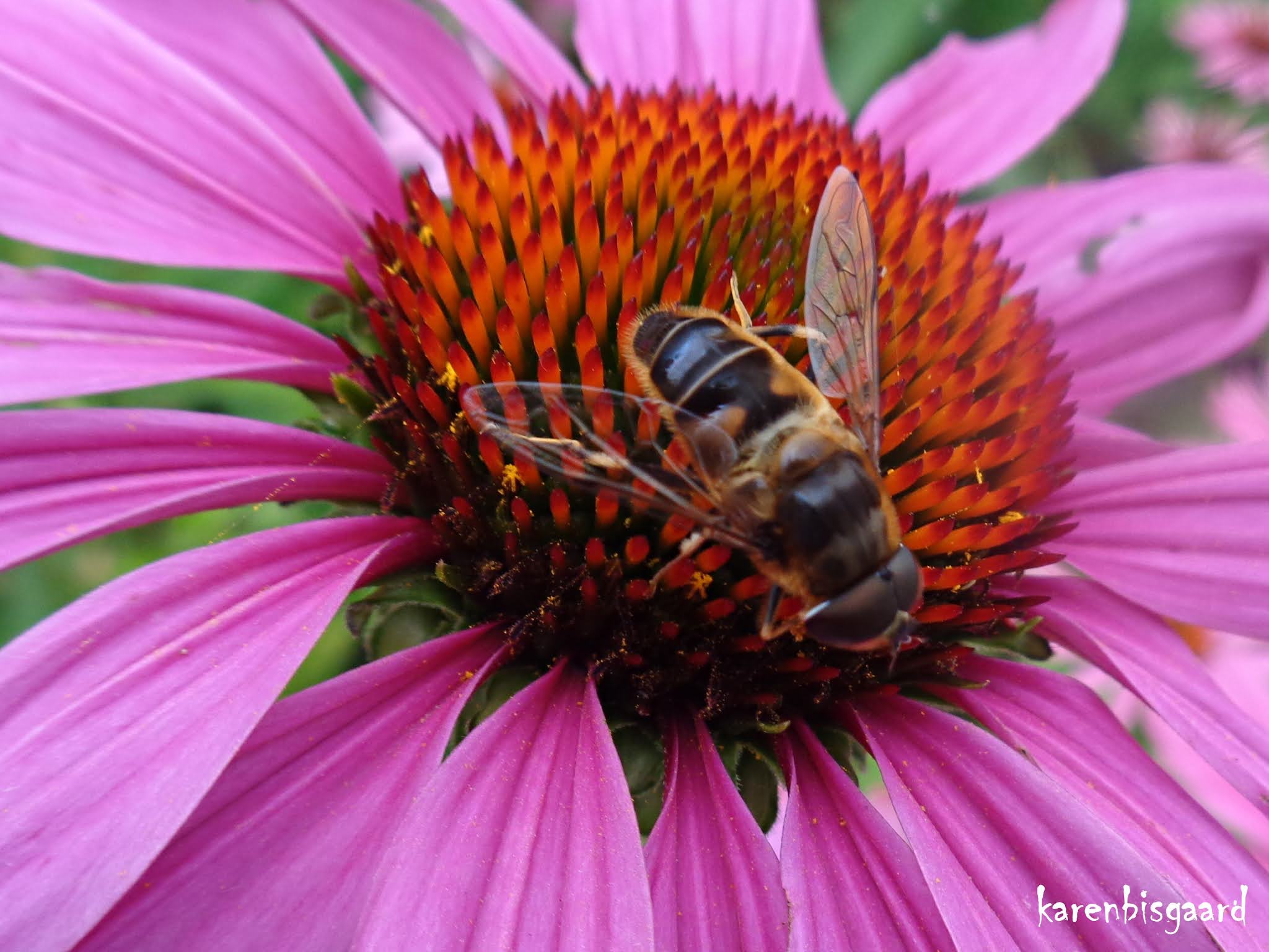 Karen`s Nature Photography: Pink Coneflowers with Honey Bees and ...