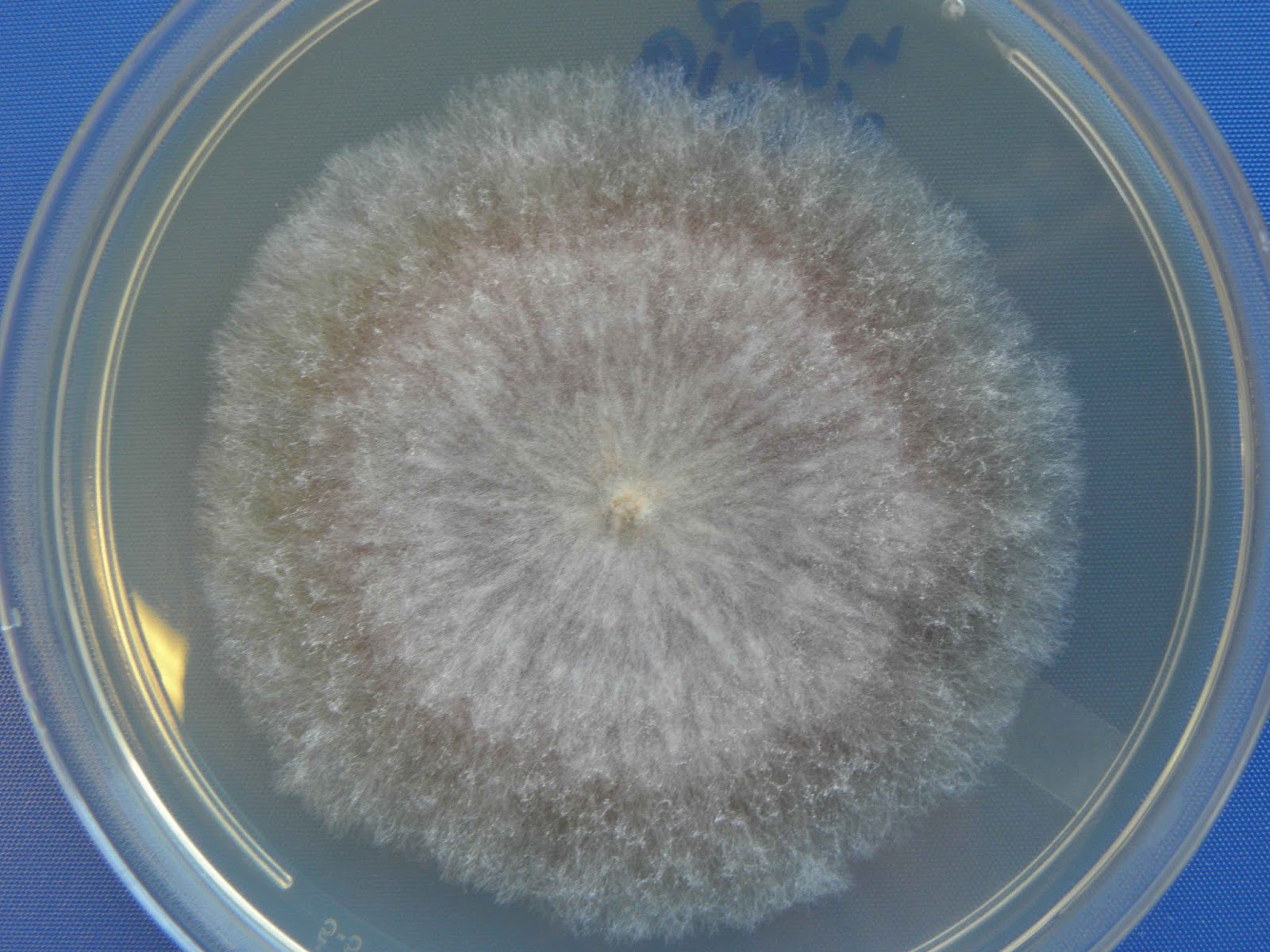 ATLAS MICOLOGIA: CHAETOMIUM SPECIES