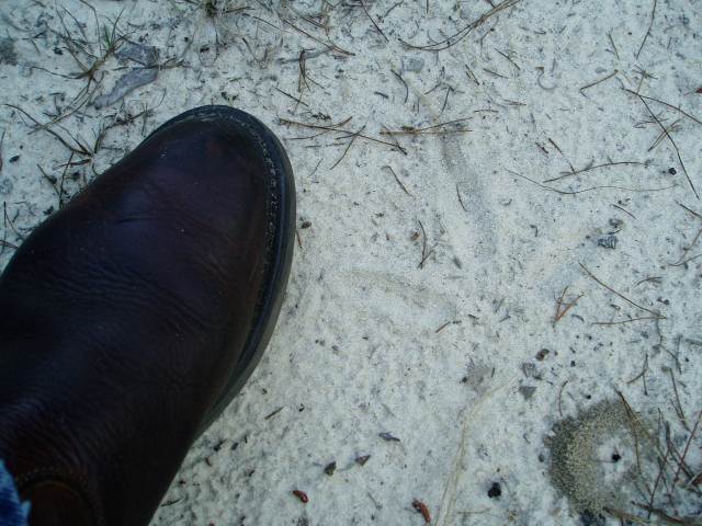 trophy-hunting: Florida Spring Gobbler Season Report - #1 Opening Weekend