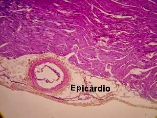 Histologia: Sistema Circulatório