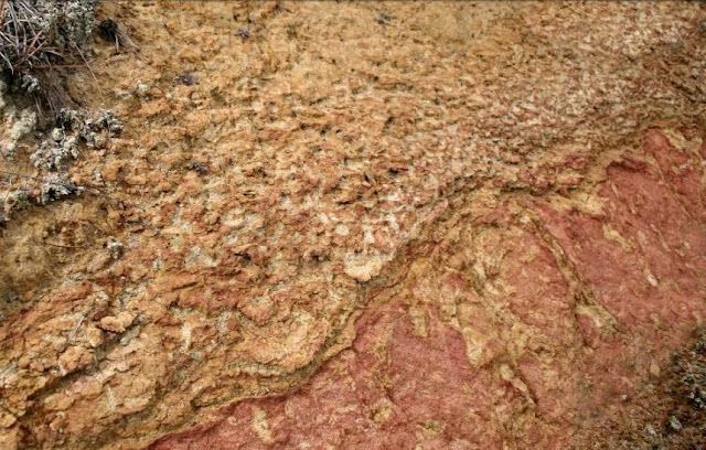 Onde as Plantas Crescem - Plintossolos