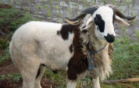 binatang: binatang ternak