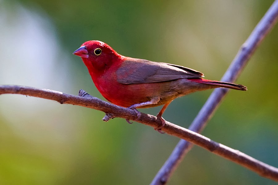 Bird Guide: Cavorting around the birding world!