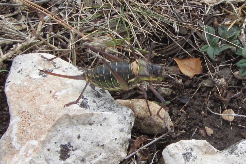 Que bicho es este???