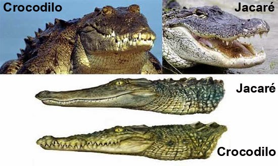Qual é a diferença entre jacaré e crocodilo? E no Brasil tem o quê?