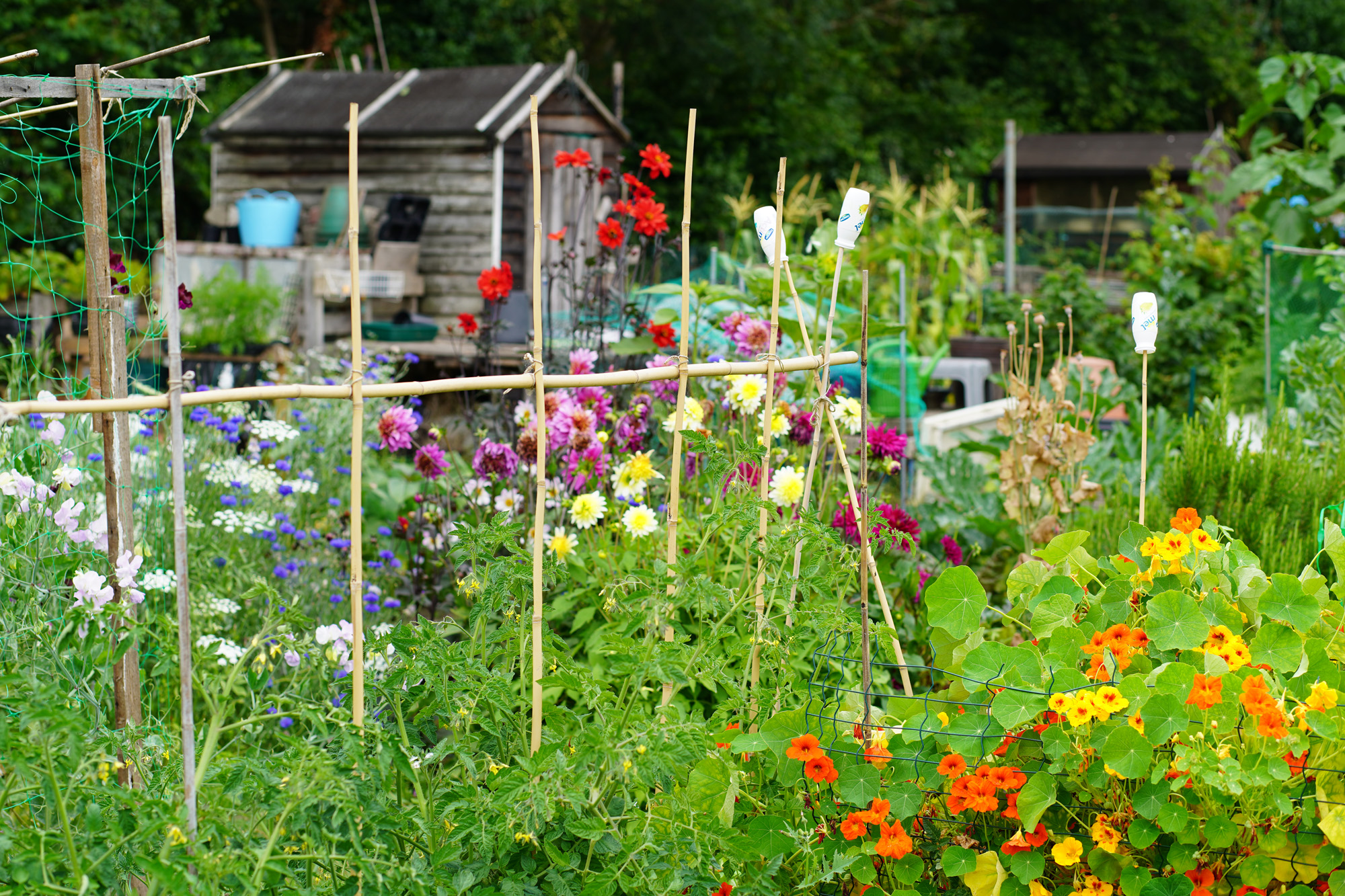 Learning through nature: The importance of allotments