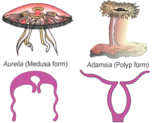 Animal Kingdom - Notes | Class 11 | Part 3: Cnidaria