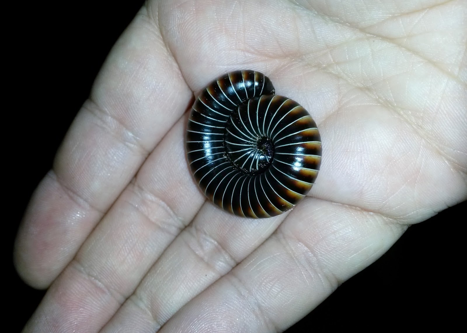 JEJUAR E CRER: INGONGOS, GONGOLOS OU NINGONGOS?