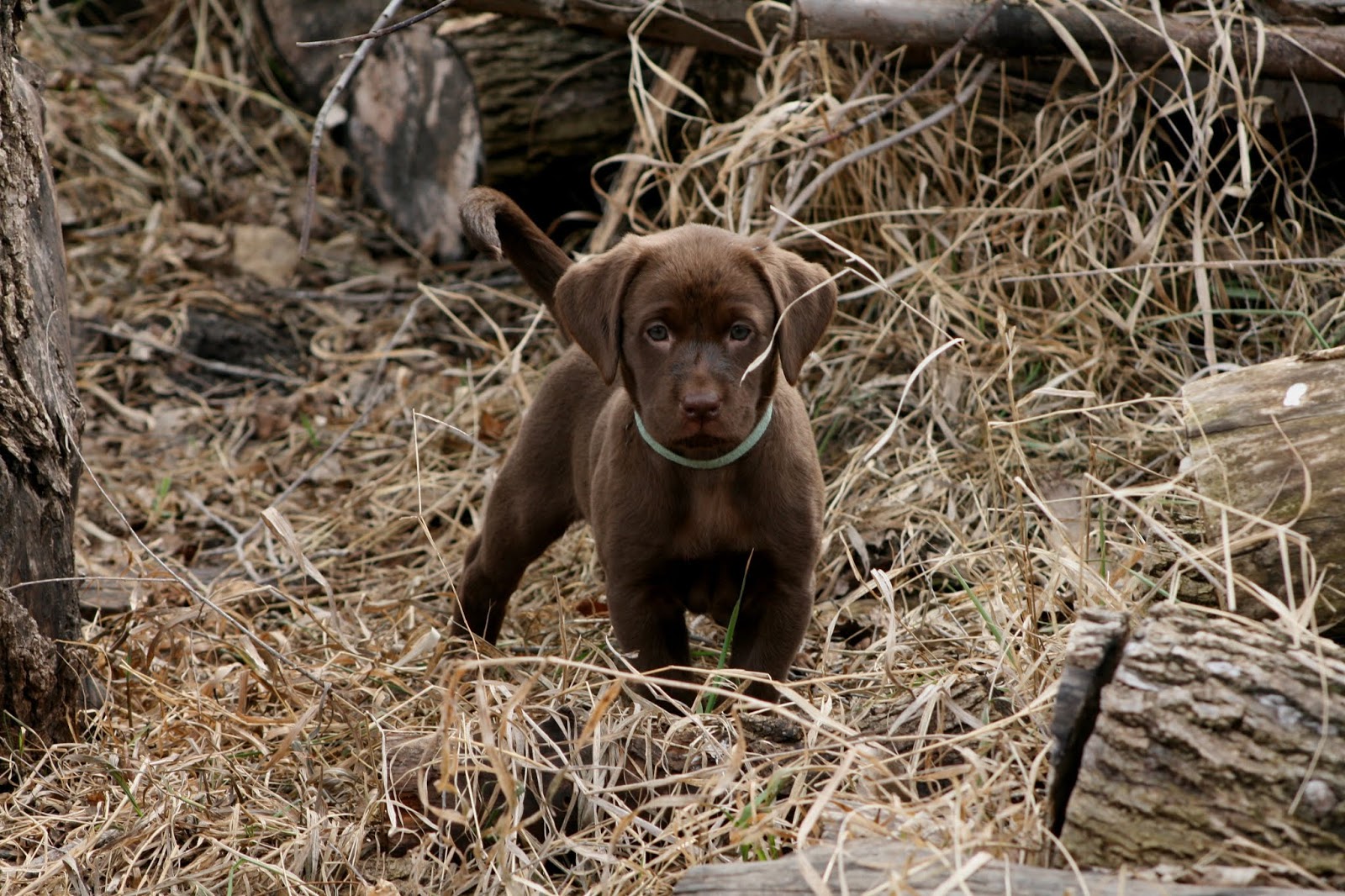 K and R Labradors: Available Puppies