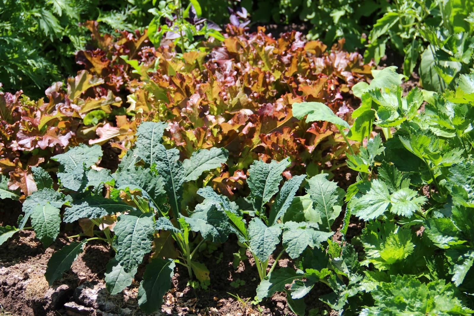 Žvilgsnis į vasaros pievą...