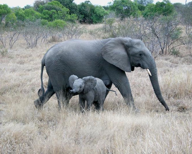 Wallpaper: Animals with their babies