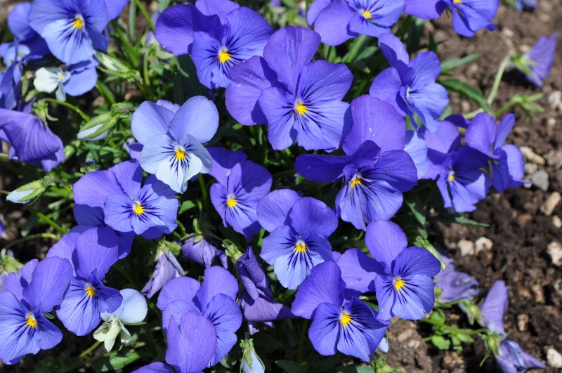 CO-Horts: Best of the 2018-2019 CSU Cool Season Trial