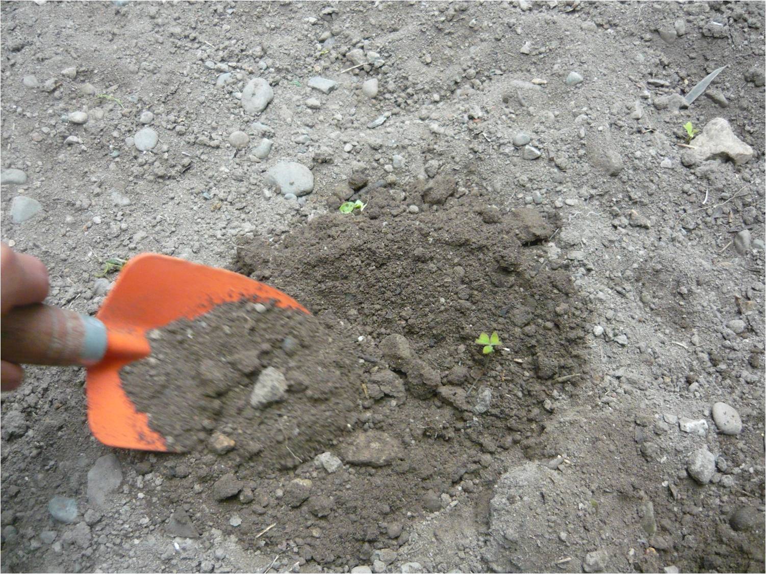 ALTERNATIVA ECOLÓGICA: CULTIVO DE AJÍ LIMO