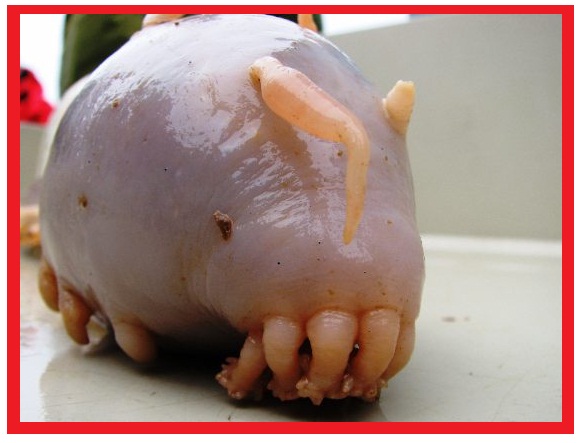 Animales Raros: Animal numero 2: El cerdo Marino.