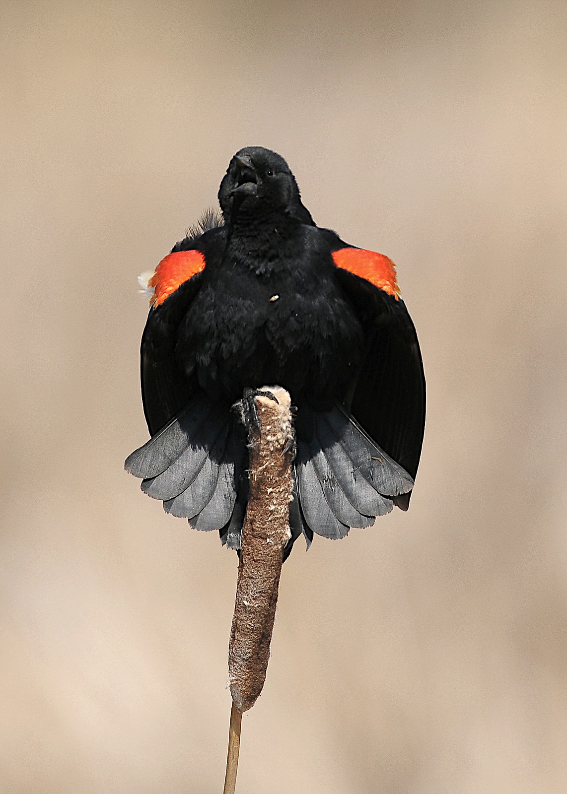 For the birds: Blackbirds in the cattail marshes