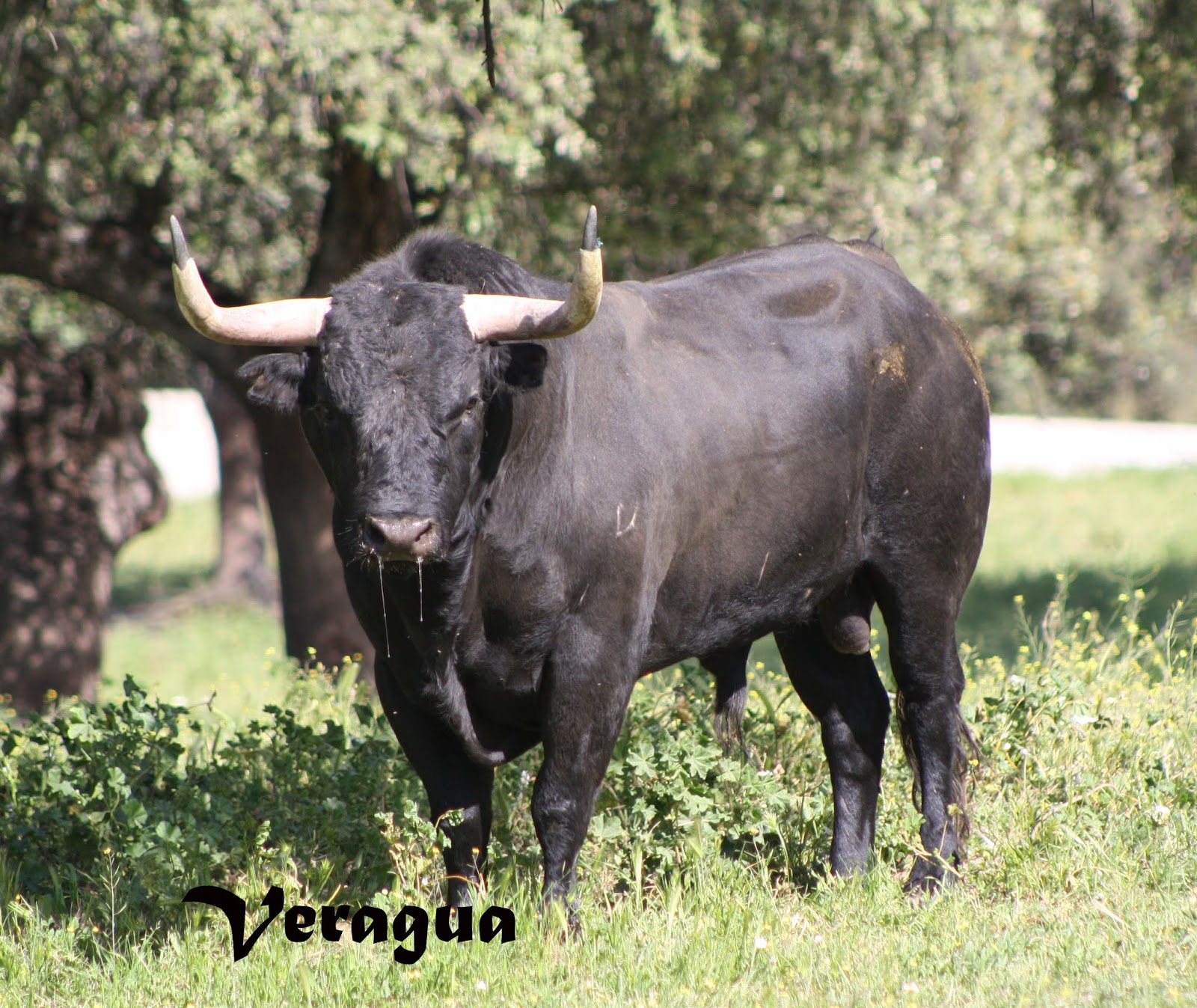 Encastes Bravos: El Jaral de la Mira: Ibanes toledanos