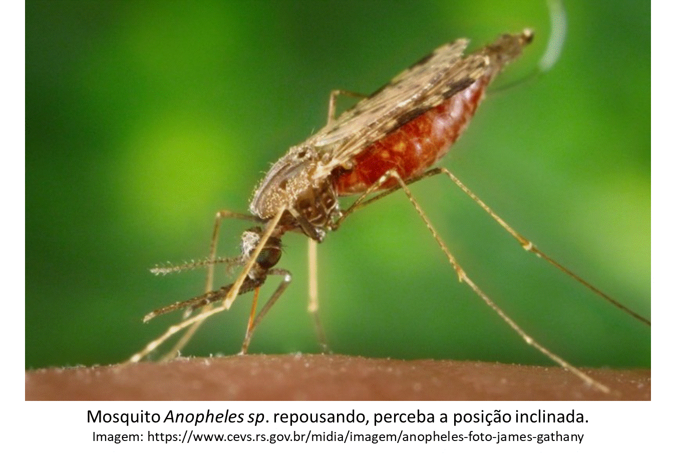 Resumos de Biologia: DOENÇAS CAUSADAS POR PROTOZOÁRIOS 01 - MALÁRIA