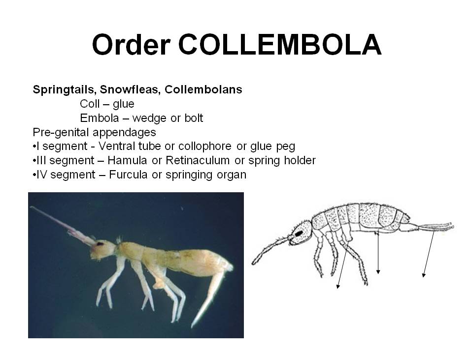 Examples Of Apterygota Insects at Mark Jennings blog
