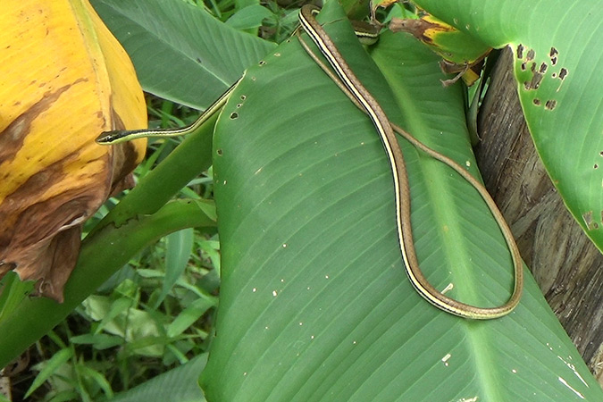Painted bronzeback (Dendrelaphis pictus)