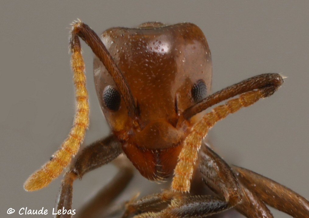 Fourmis d'Australie: Iridomyrmex rufoniger