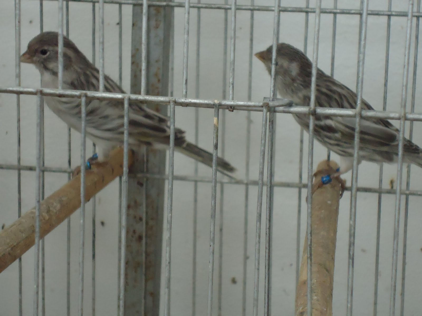 Os Maravilhosos Canários de Jonner Alves: Filhotes: Azul Opalino Dominante