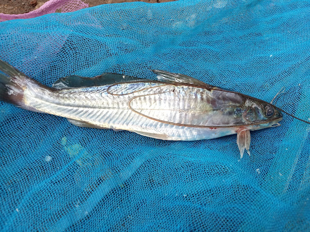 कटारना मासा / टेंगरा : Katarna Fish/ Tengra in Purna river Yeldari dam ...