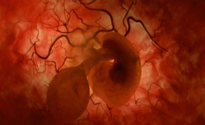 Imagenes de formacion de un bebé - Imagui