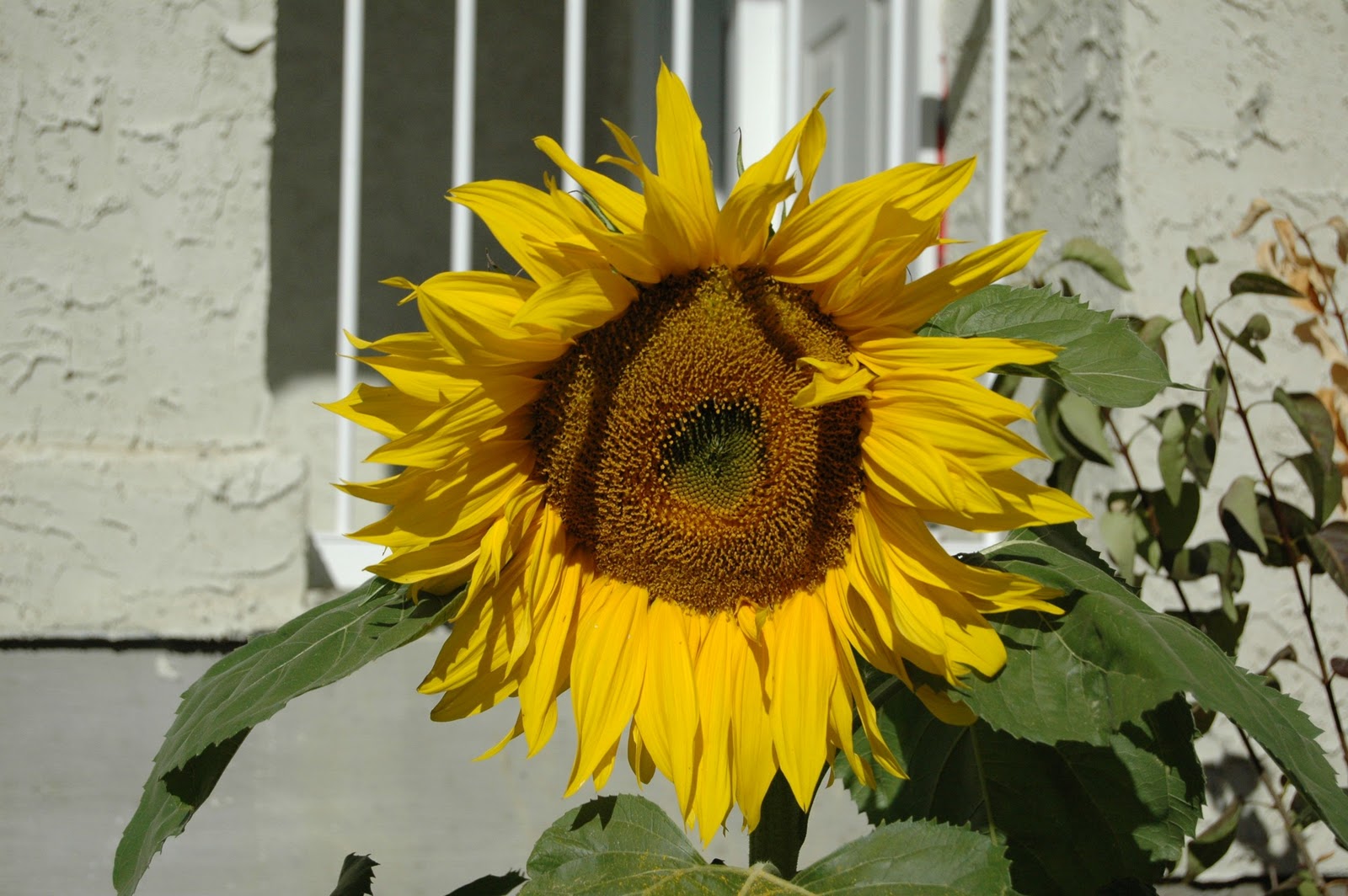 Leslie Ruo's Blog: Update: Russian Mammoth Sunflower