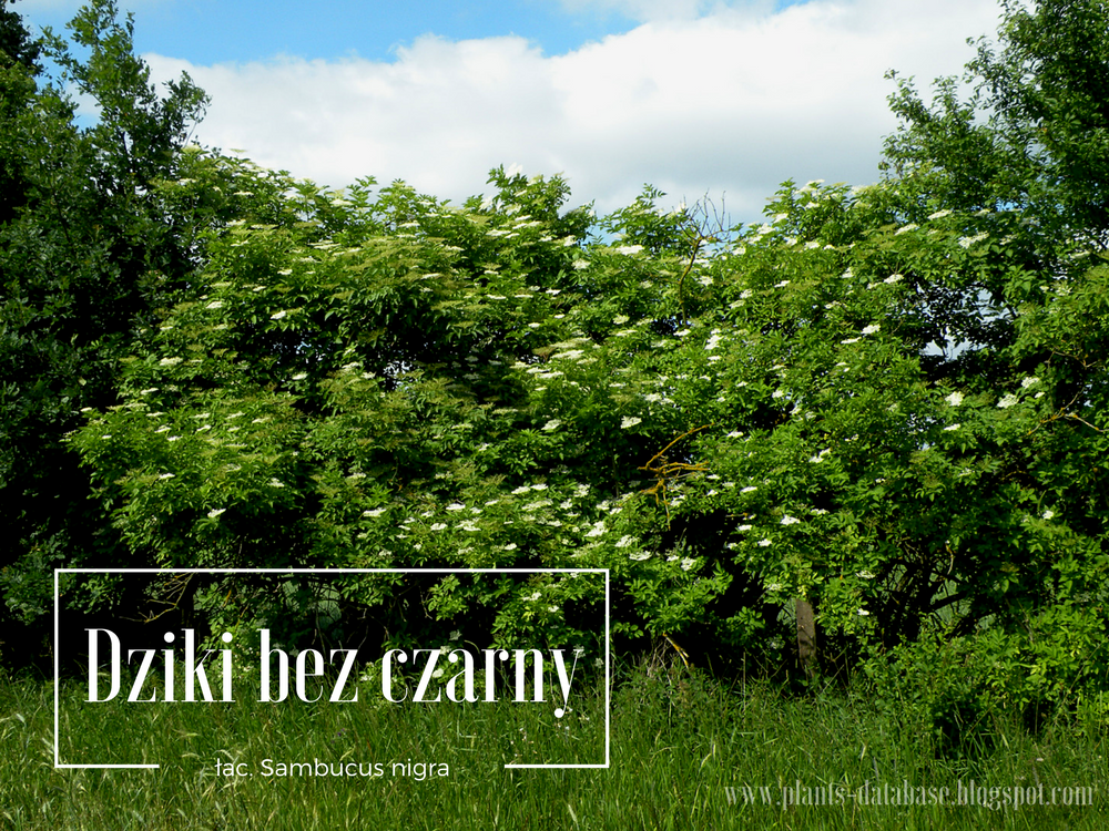 Plants Database: Dziki bez czarny (łac. Sambucus nigra)