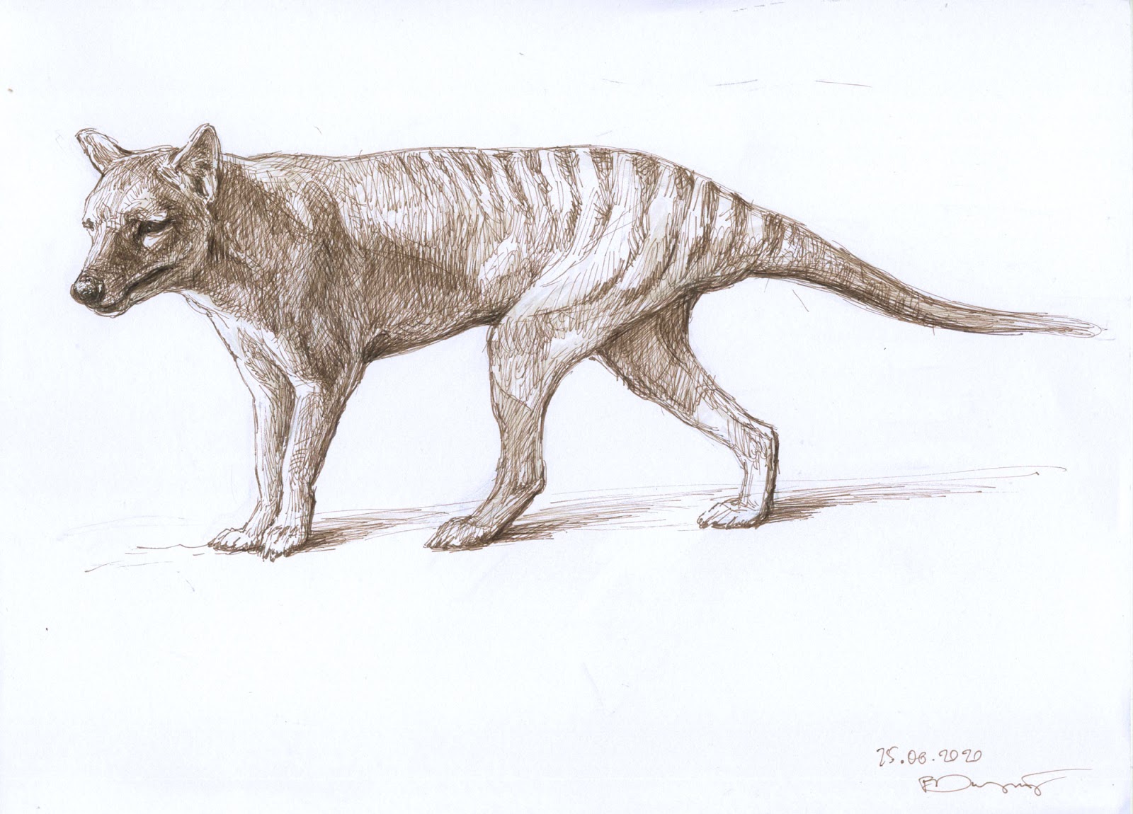 Thylacine new studies