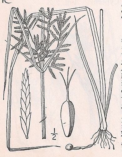 FLORA ILUSTRADA BRITTON DEL NORTE DE U.S.A.-CANADA: CYPERACEAE CYPERUS ...