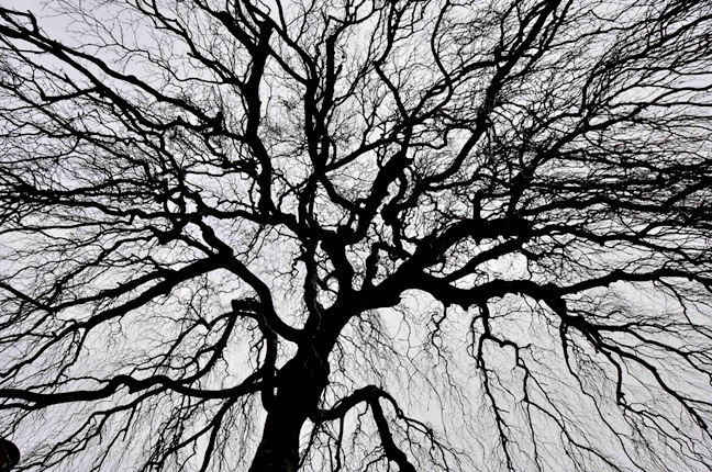 Test del Arbol: "La Interpretacion y su Significado de las Ramas"